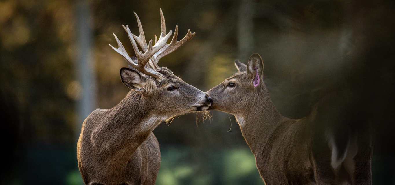 Whitetail Deer Life Cycle